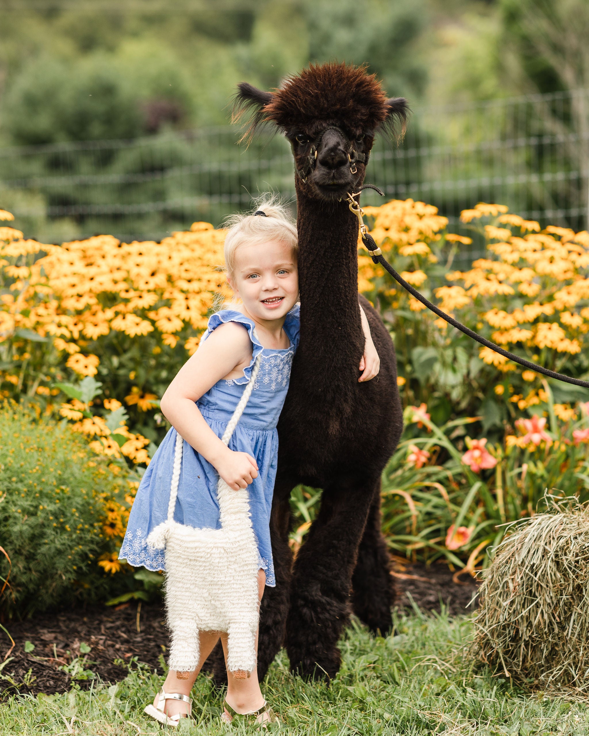 Schedule a Visit – Buck Brook Alpacas