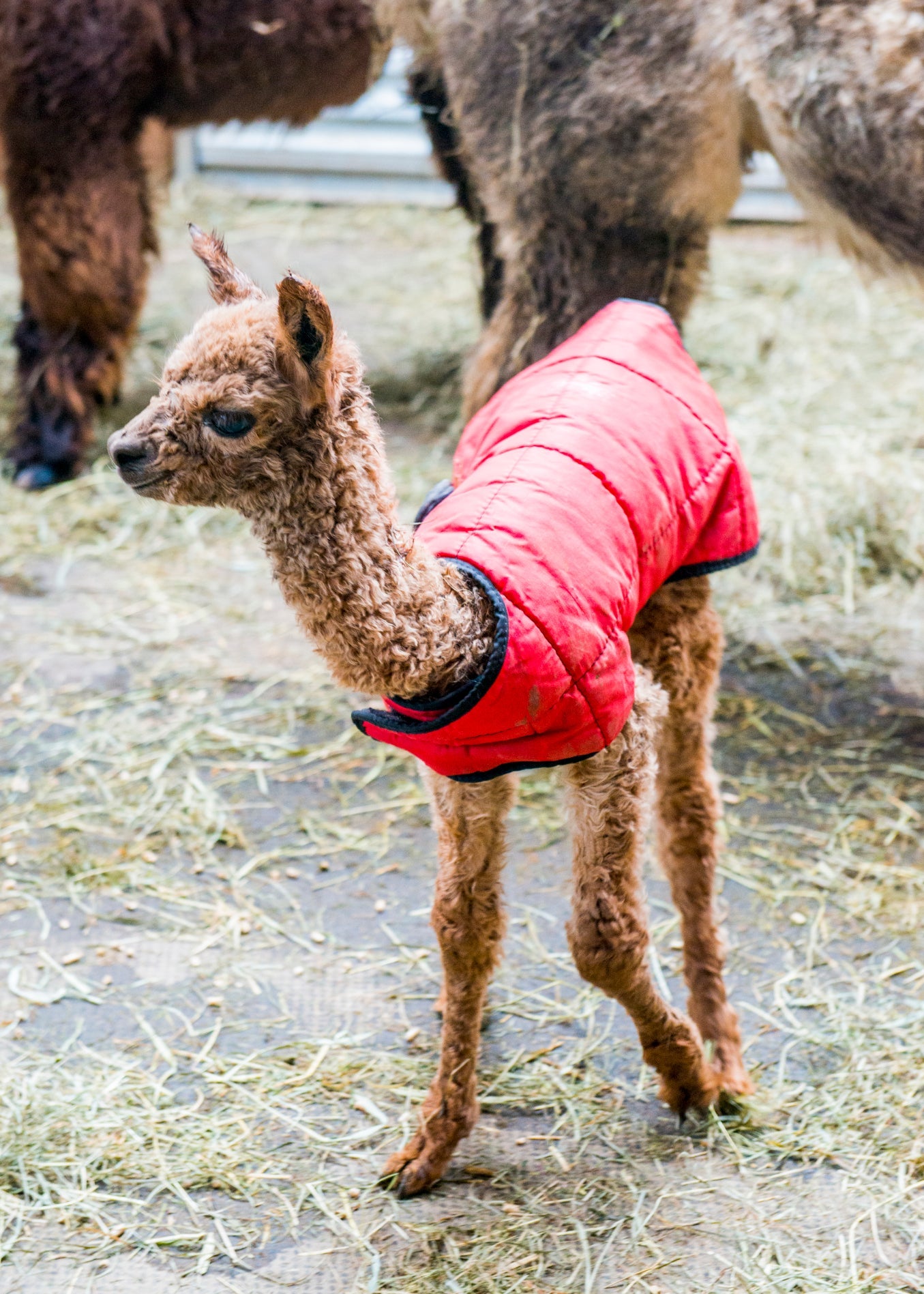 BOOK & VISIT – Buck Brook Alpacas