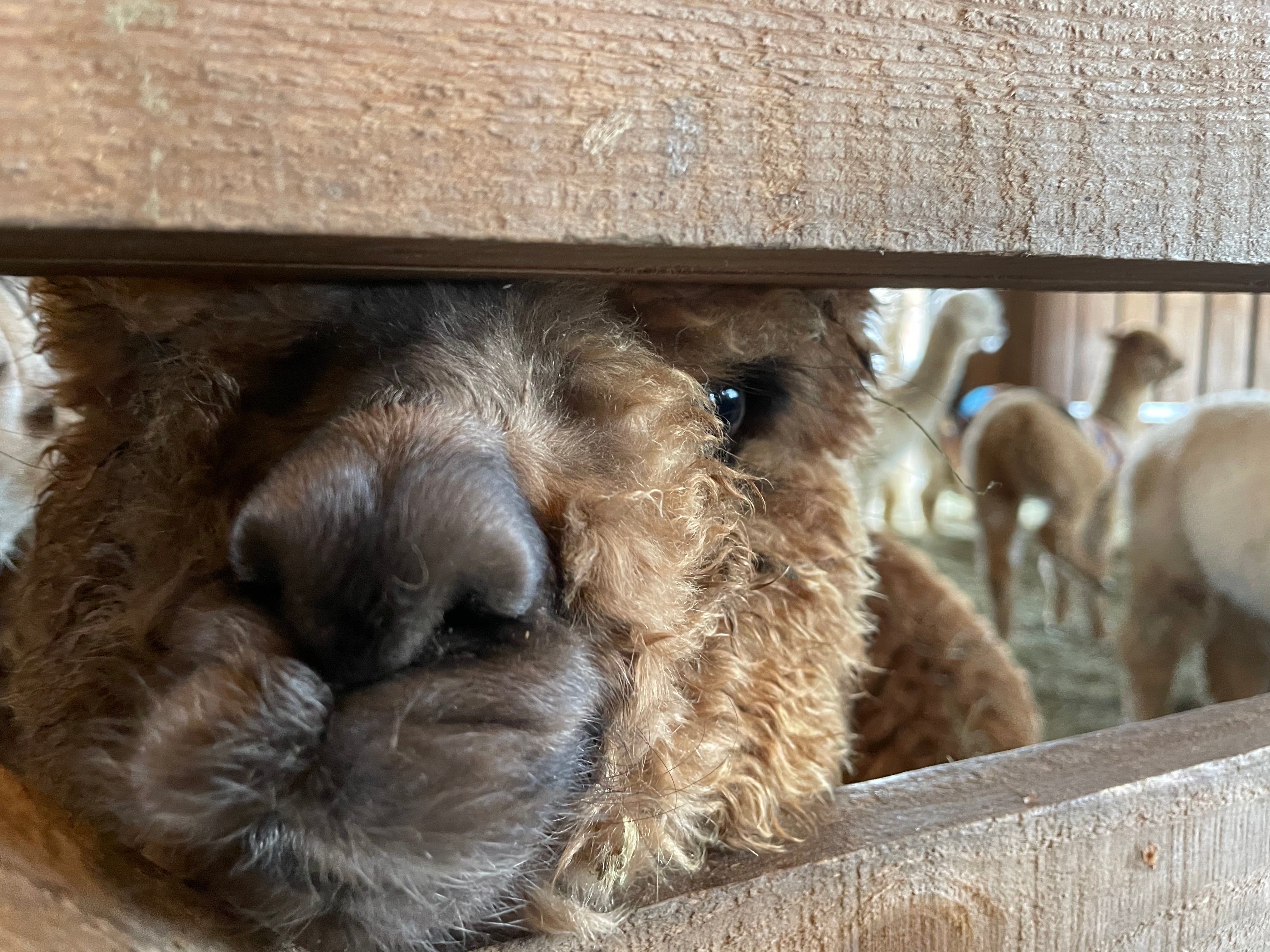 BOOK & VISIT – Buck Brook Alpacas