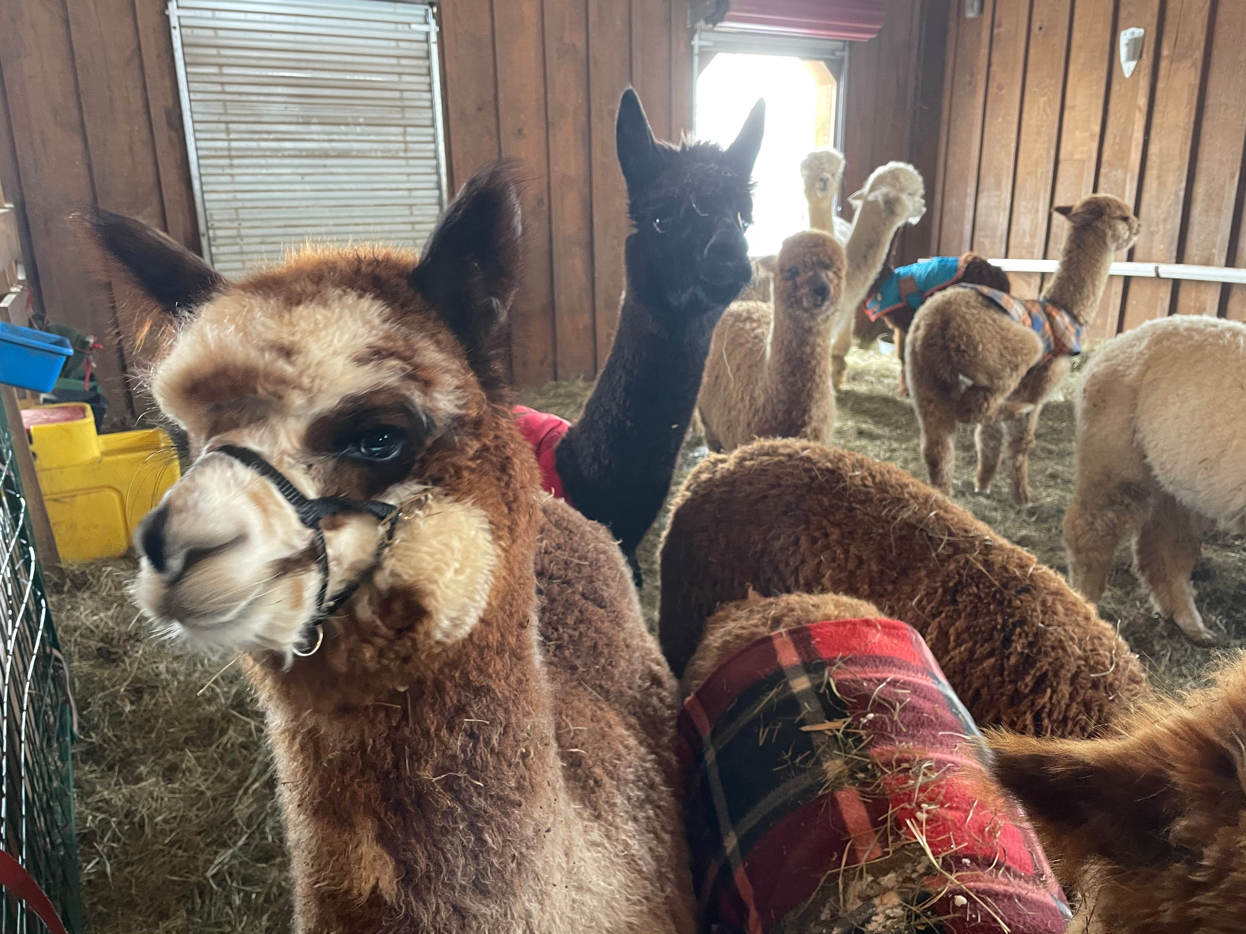 BOOK & VISIT – Buck Brook Alpacas