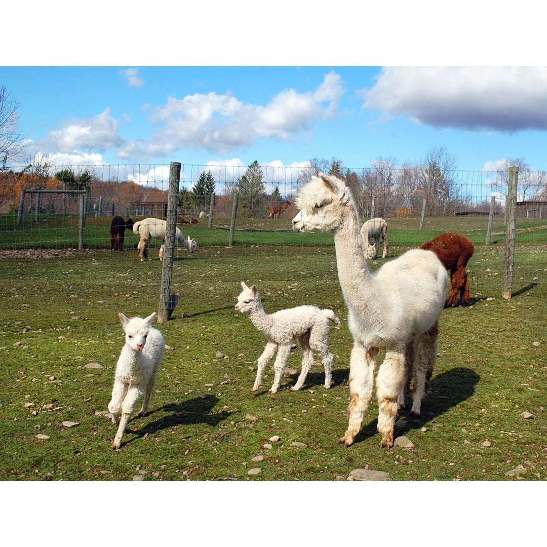 Schedule Your Visit – Buck Brook Alpacas
