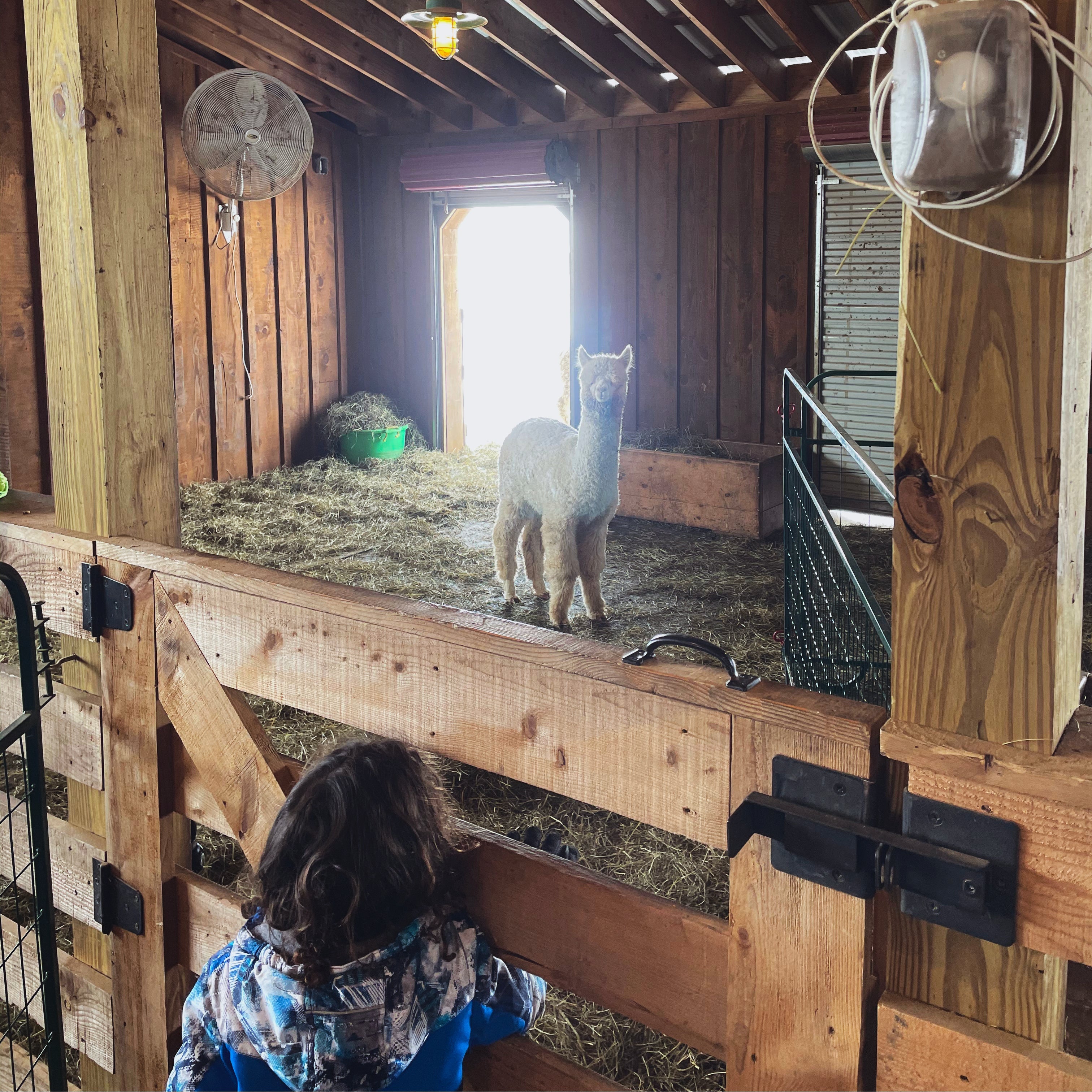 BOOK & VISIT – Buck Brook Alpacas