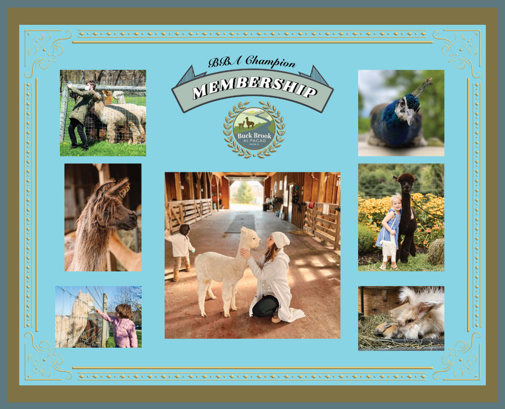 Now Available! BBA CHAMPI – Buck Brook Alpacas