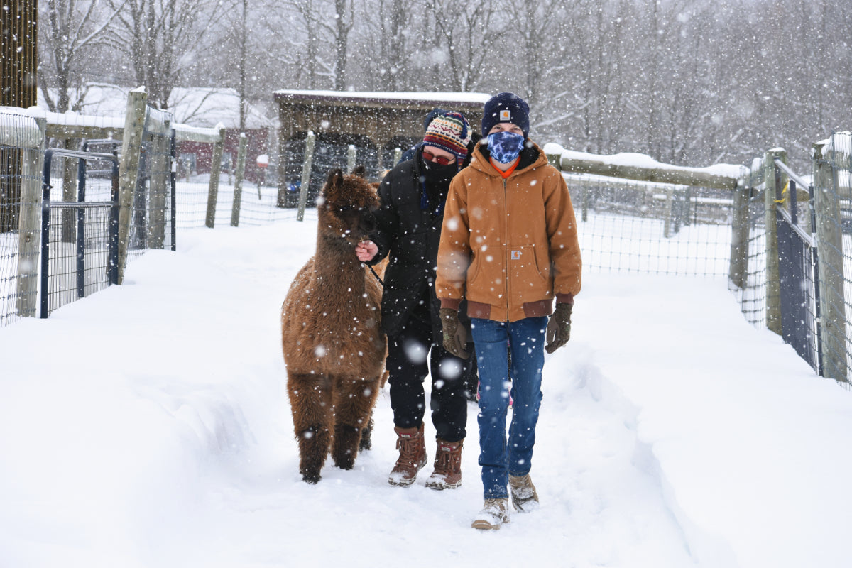 BOOK & VISIT – Buck Brook Alpacas