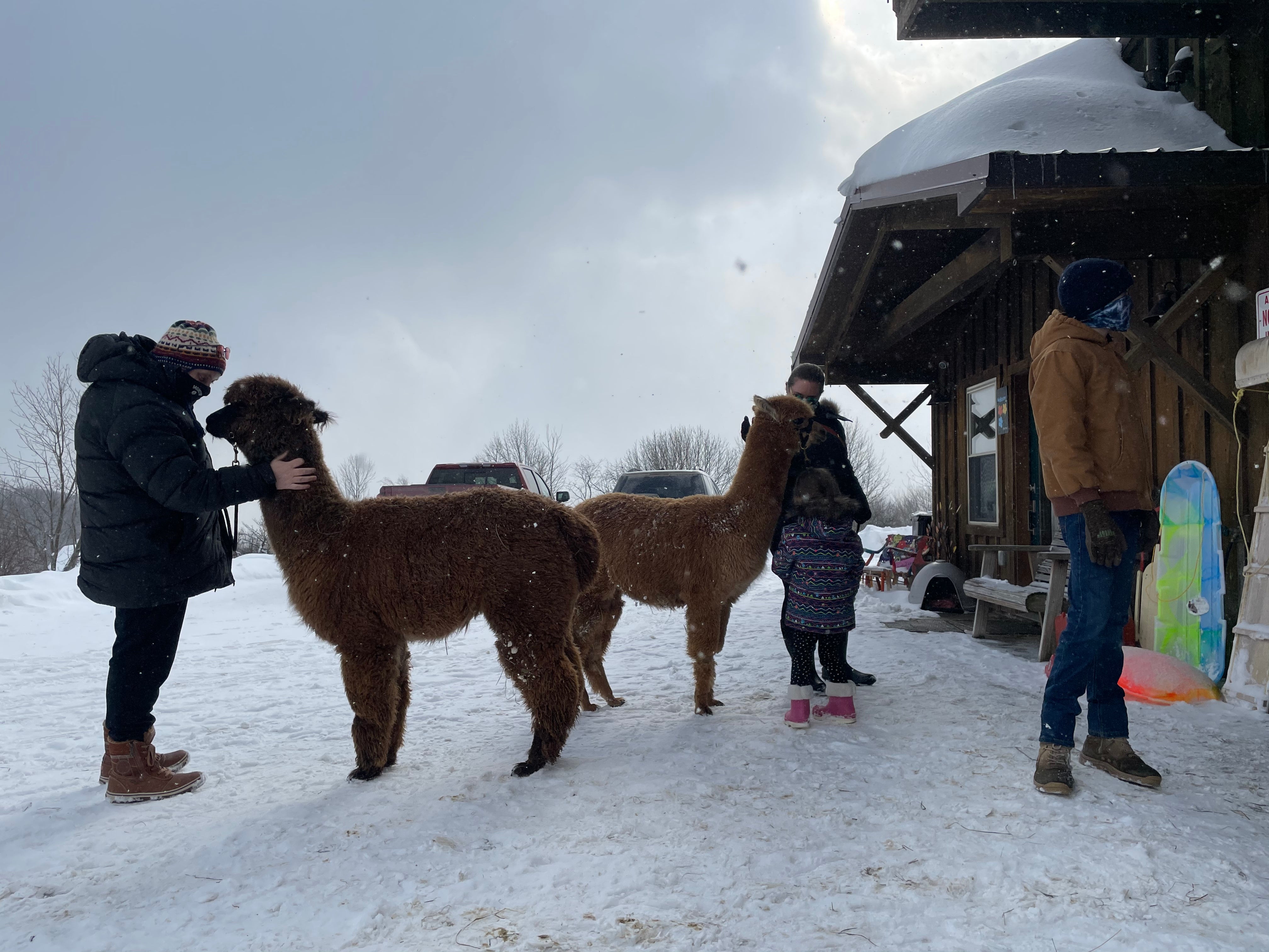 BOOK & VISIT – Buck Brook Alpacas