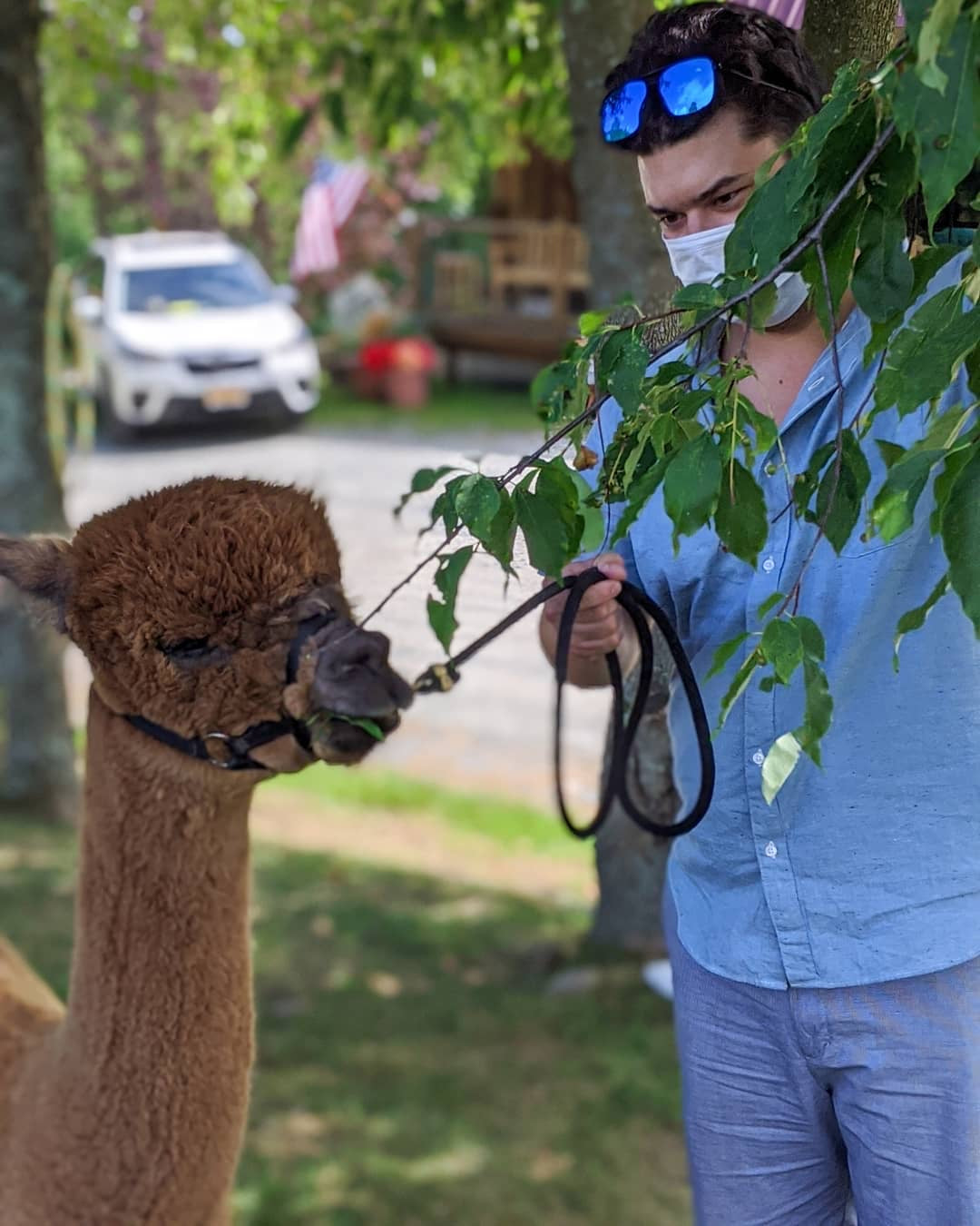 BOOK & VISIT – Buck Brook Alpacas