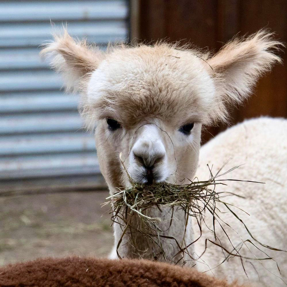 Schedule a Visit – Buck Brook Alpacas