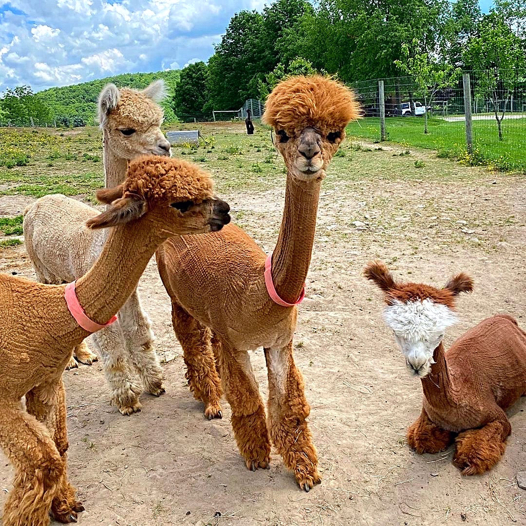 BOOK & VISIT – Buck Brook Alpacas