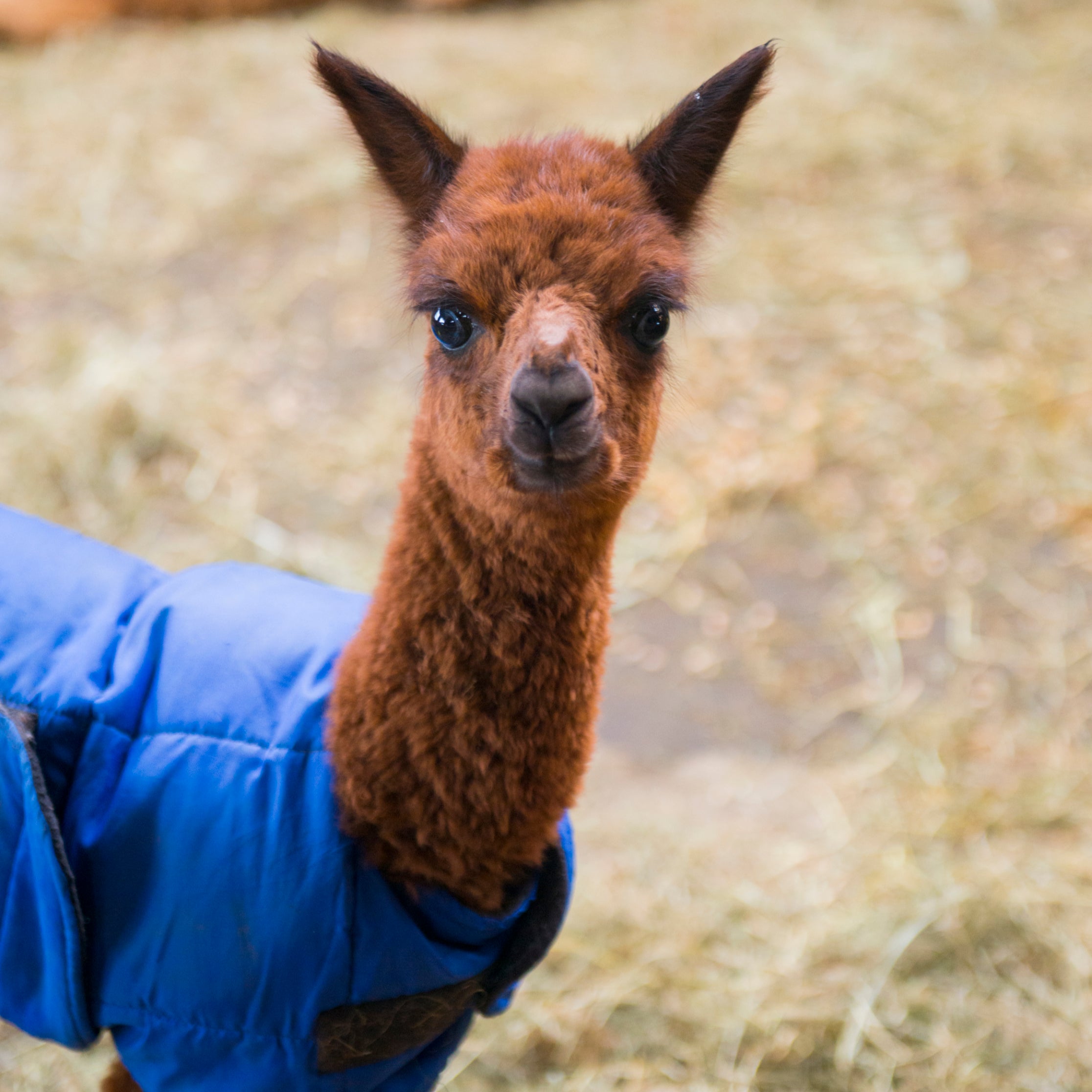 Schedule a Visit – Buck Brook Alpacas