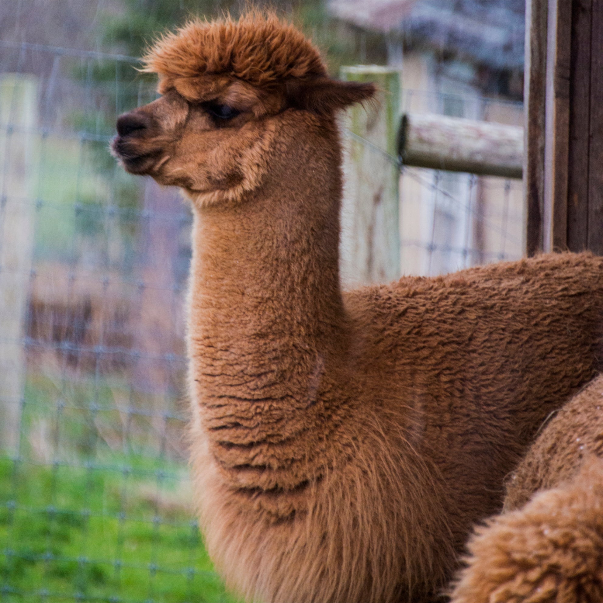 BOOK & VISIT – Buck Brook Alpacas