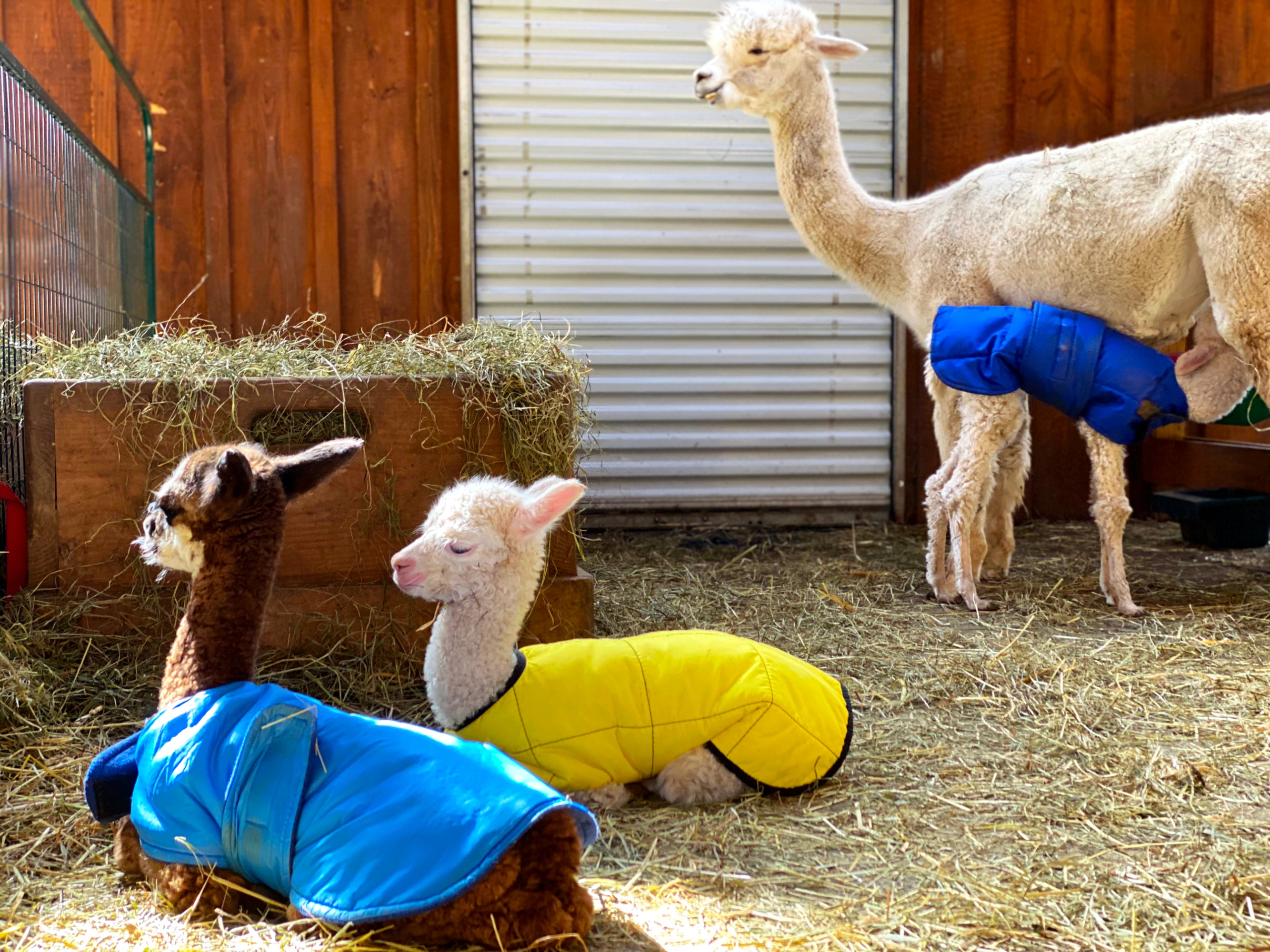 BOOK & VISIT – Buck Brook Alpacas