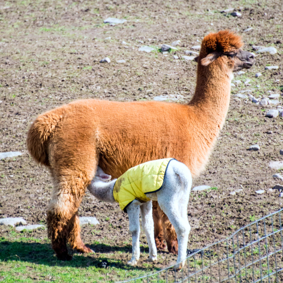 BOOK & VISIT – Buck Brook Alpacas