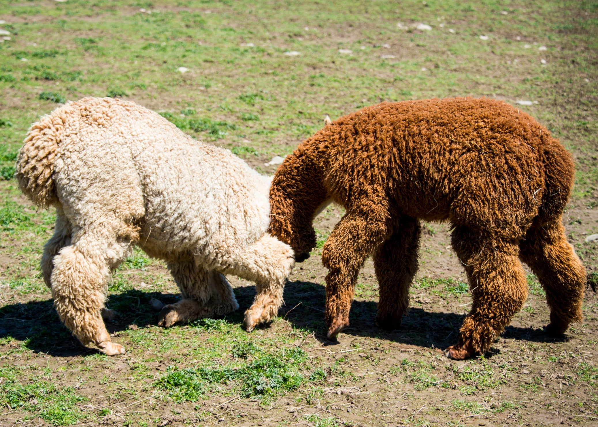 BOOK & VISIT – Buck Brook Alpacas