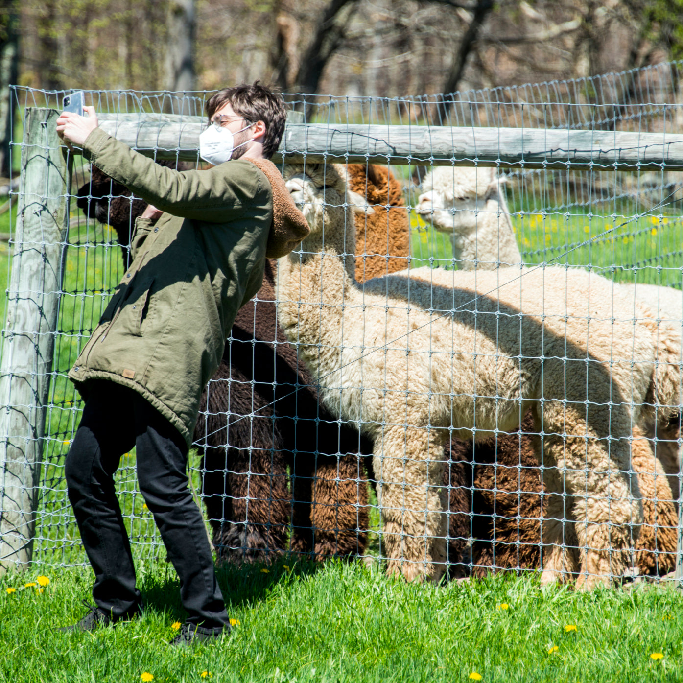 BOOK & VISIT – Buck Brook Alpacas