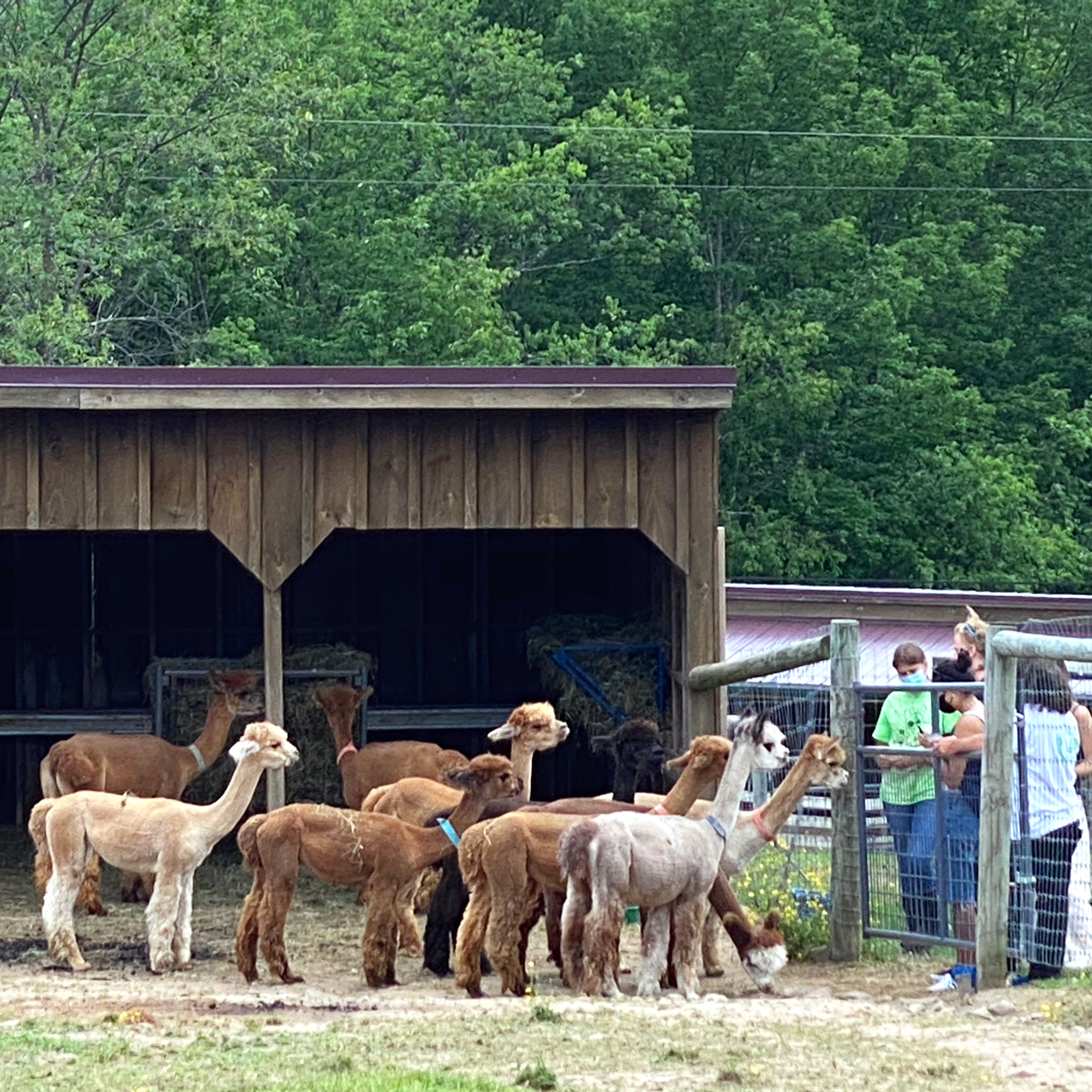 BOOK & VISIT – Buck Brook Alpacas